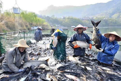 China: 'Free-range' fish